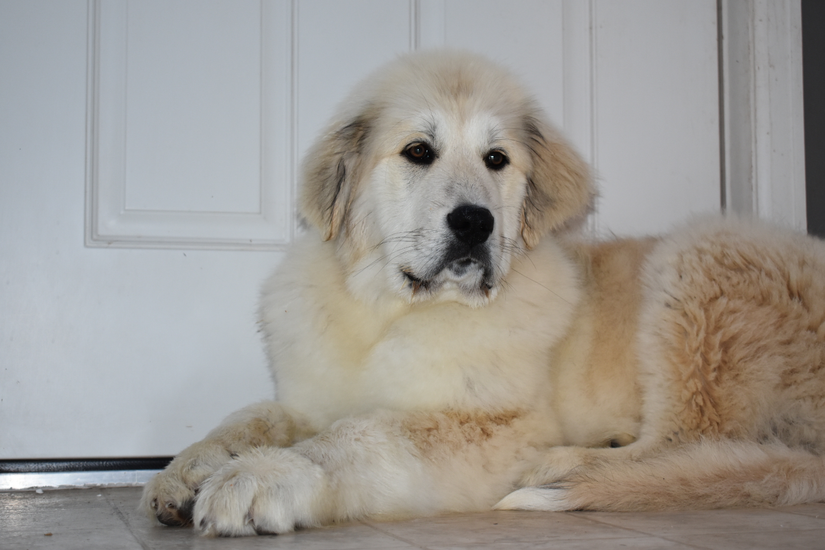 Great Pyrenees Breeding Pairs in Wyoming - Hergert Family Farm