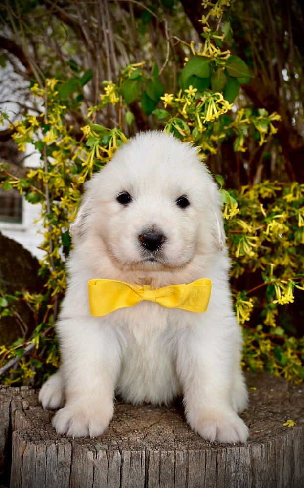 Great Pyrenees Puppies Turn 4 Weeks Old