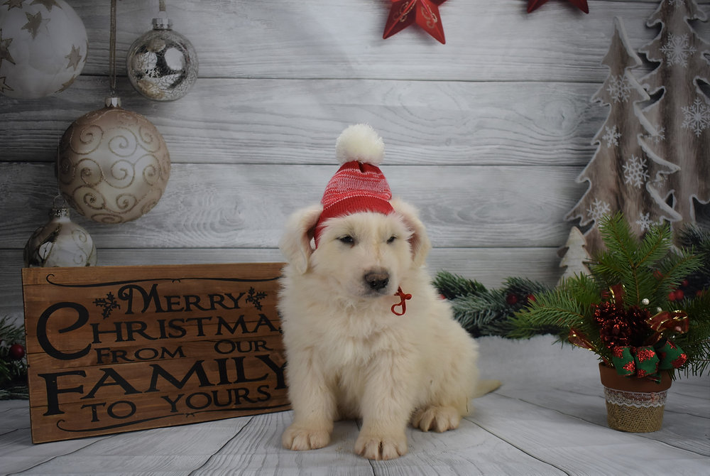Great Pyrenees Puppies Turn 7 Weeks Old