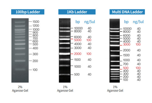 DNA Ladder, 100bp, EzWay 12 bands | Jandy