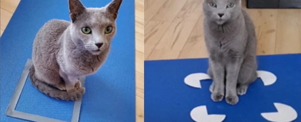 Auch Hauskatzen fallen auf optische Illusionen herein!