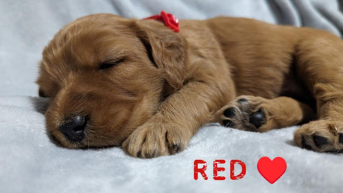 Boy - Red | Doodles and Company