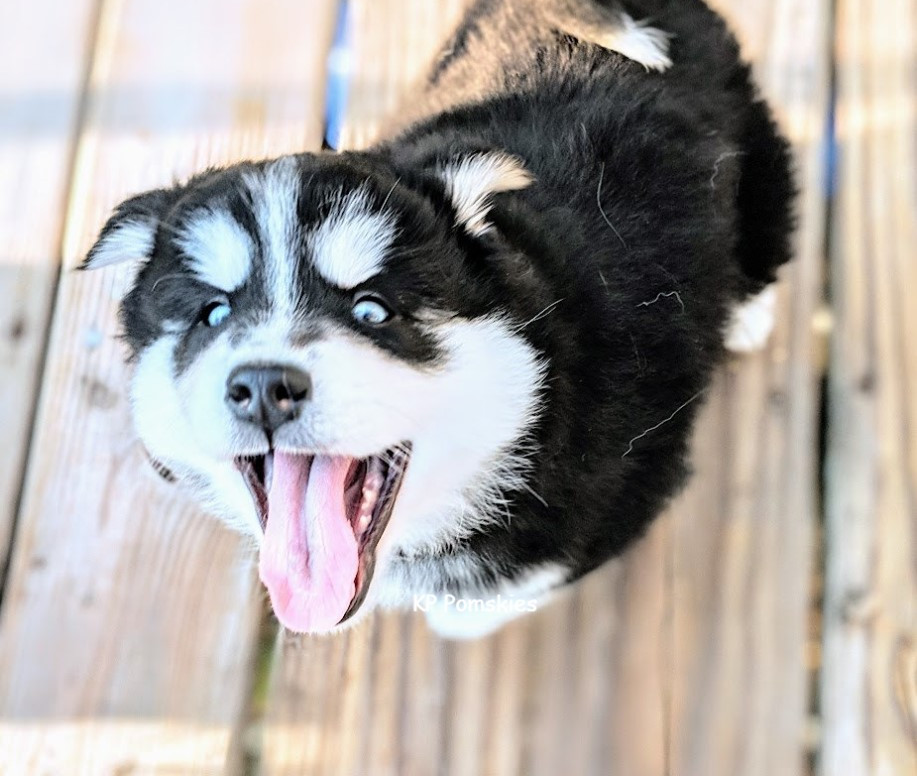 Pomskies | United States | KP Pomskies, Pomsky Breeder
