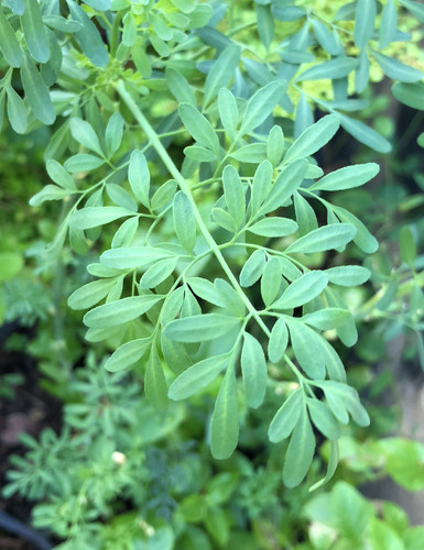 Ruda Leaves (Fresh) | milokanbotanica