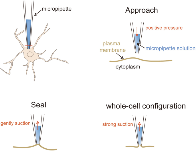 Patch-Clamp Techniques: Recording the Activity of Neurons
