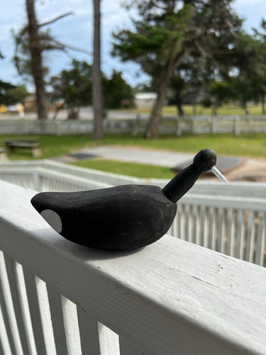 American Coot (large) Decoy Carving | OPS