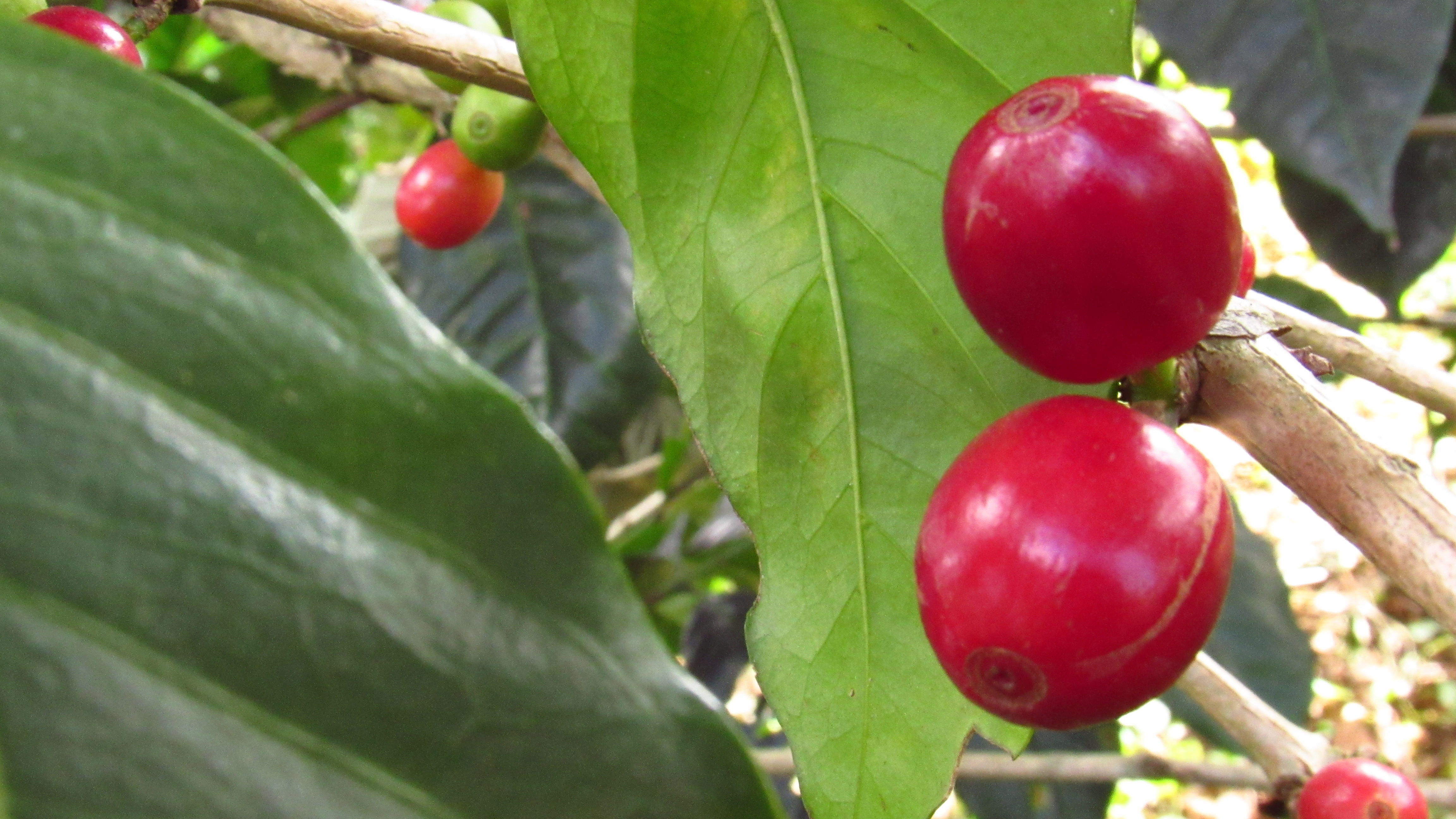 Café variedad SL28 / SL34 Kenya El Salvador | Academia Barista Pro