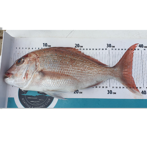 MBFC Fish Measure Mat | Mangawhai Boating