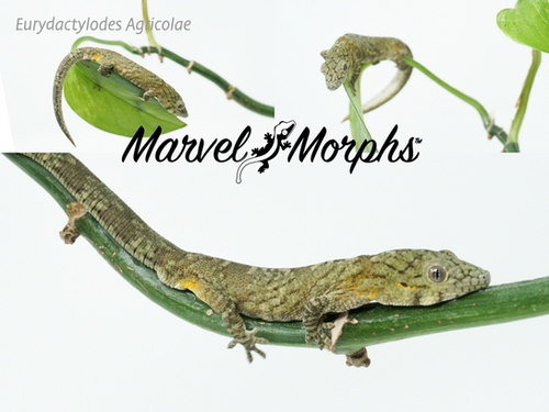 Eurydactylodes Agricolae | Marvel Morphs