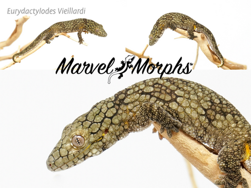 Eurydactylodes Vieillardi | Marvel Morphs