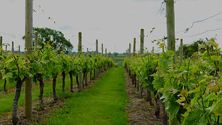 winery driffield