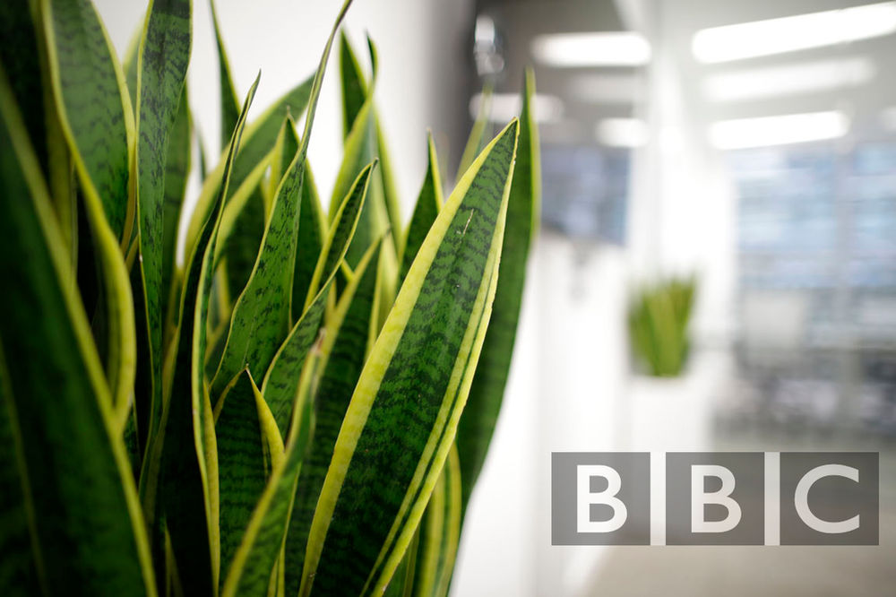 Fire-Fighting Foliage? The New Super Plants