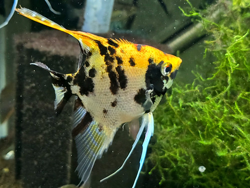Marble Angelfish | Sydney's Angels