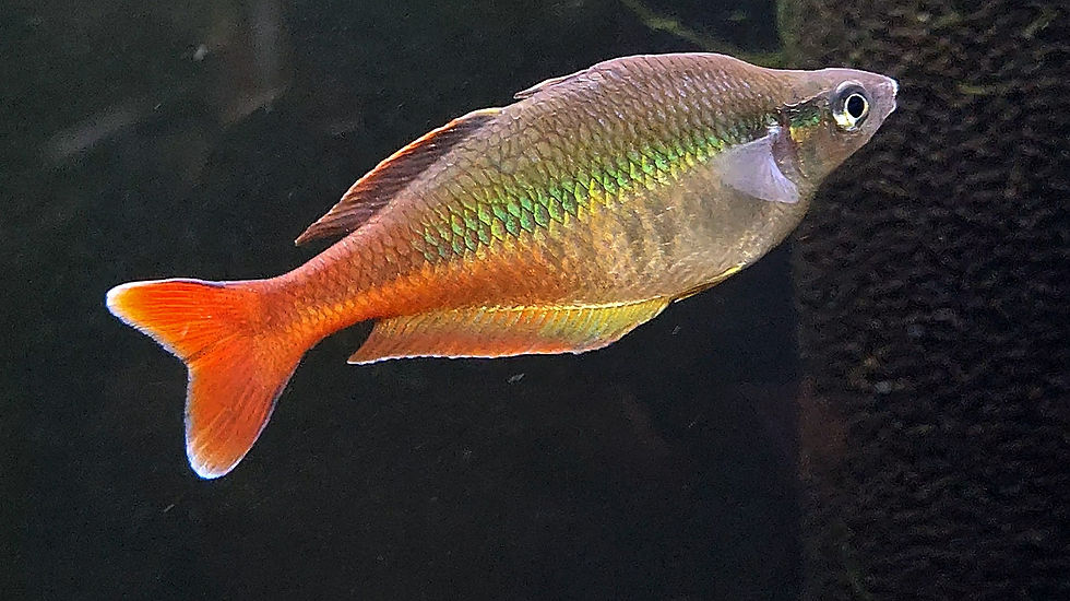 Chilatherina Bleheri Rainbowfish | Sydney's Angels