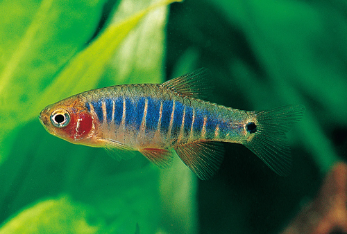 Emerald Dwarf Rasbora | Sydney's Angels