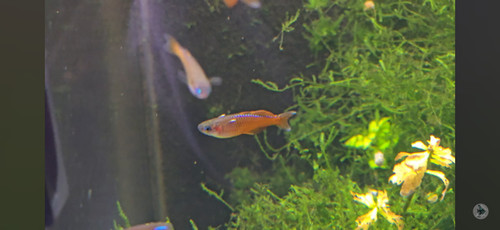 Pseudomugil Luminatus Juveniles (Red Neon Blue Eye) | Sydney's Angels
