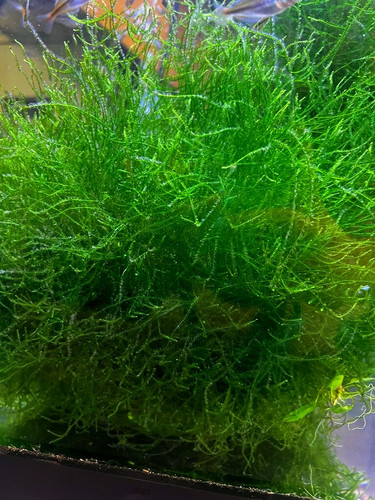 Java Moss (Golfball Sized Clump) | Sydney's Angels