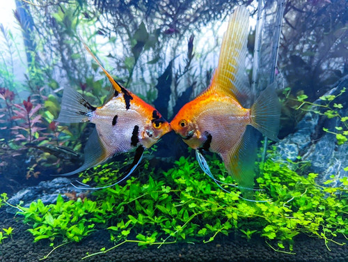 Marble Angelfish Juveniles (Dime Size) | Sydney's Angels