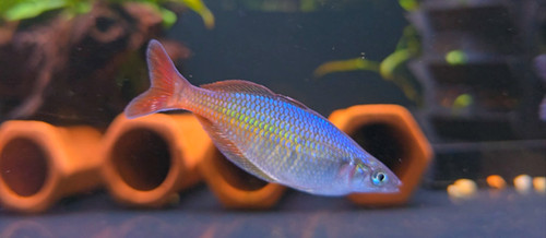 Chilatherina fasciata "Clearwater Creek" Rainbowfish | Sydney's Angels
