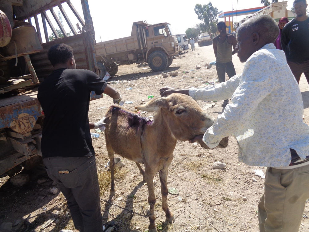 Case study: Abused Donkey Rescued by SAWS