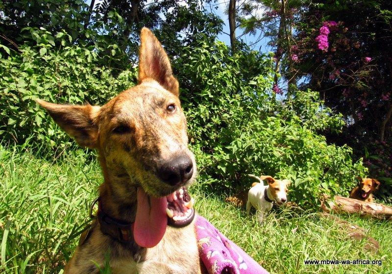 Mbwa wa Africa