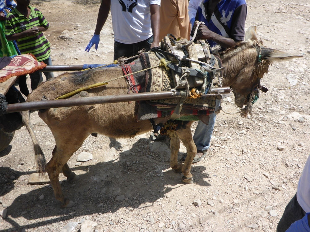 Case study: Abused Donkey Rescued by SAWS