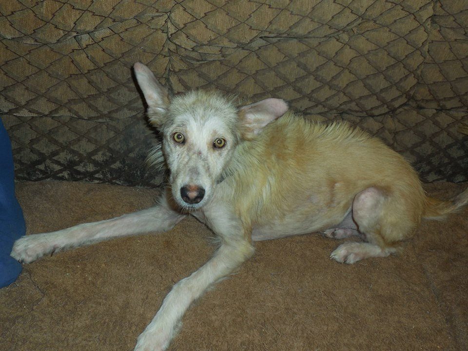 Before-After: Helping Hands for Hounds of Honduras Success Stories