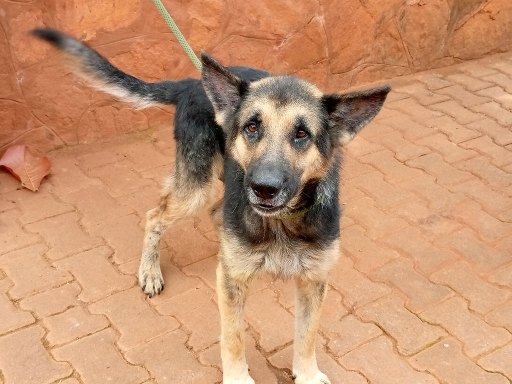 Uganda Society for the Protection and Care of Animal | Animal Kind ...