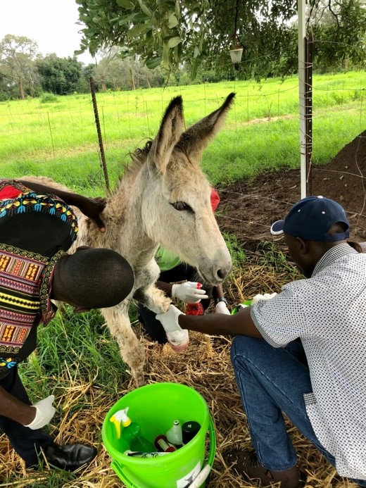 AKI's Grant to Zambezi Working Donkey Project