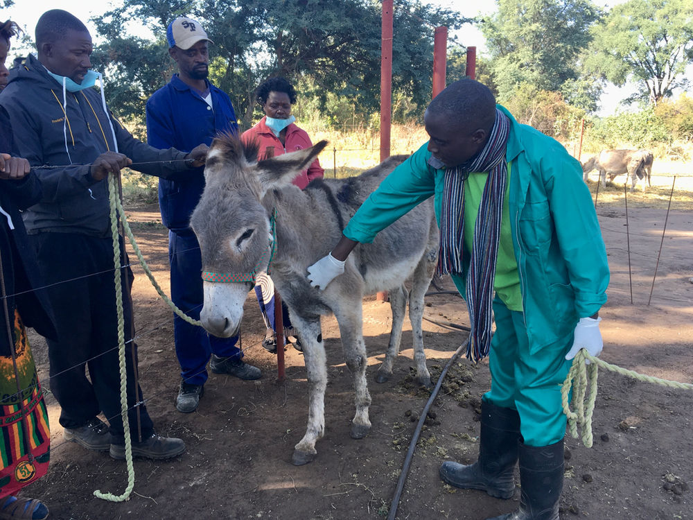 Zambezi Working Donkey Project (Zambia) Launches their AKI Grant