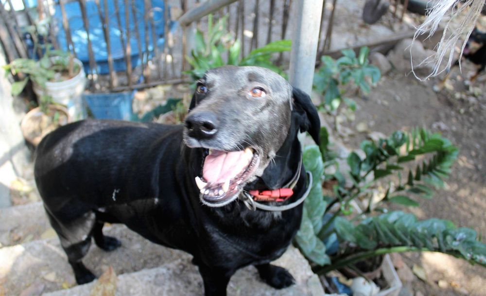 Here's Who's At Helping Hands for Hounds of Honduras (as of 18 Feb 2017)