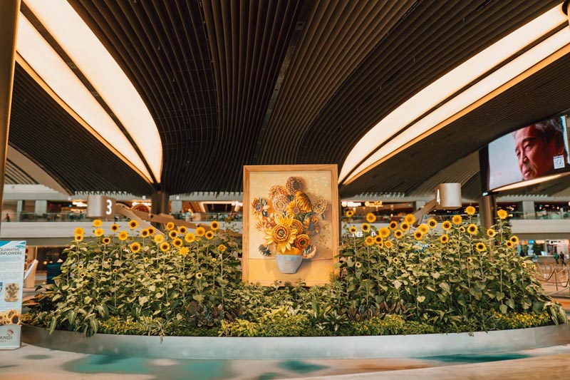 A Sunflower Sojourn at Changi Airport: A Floral Spectacle