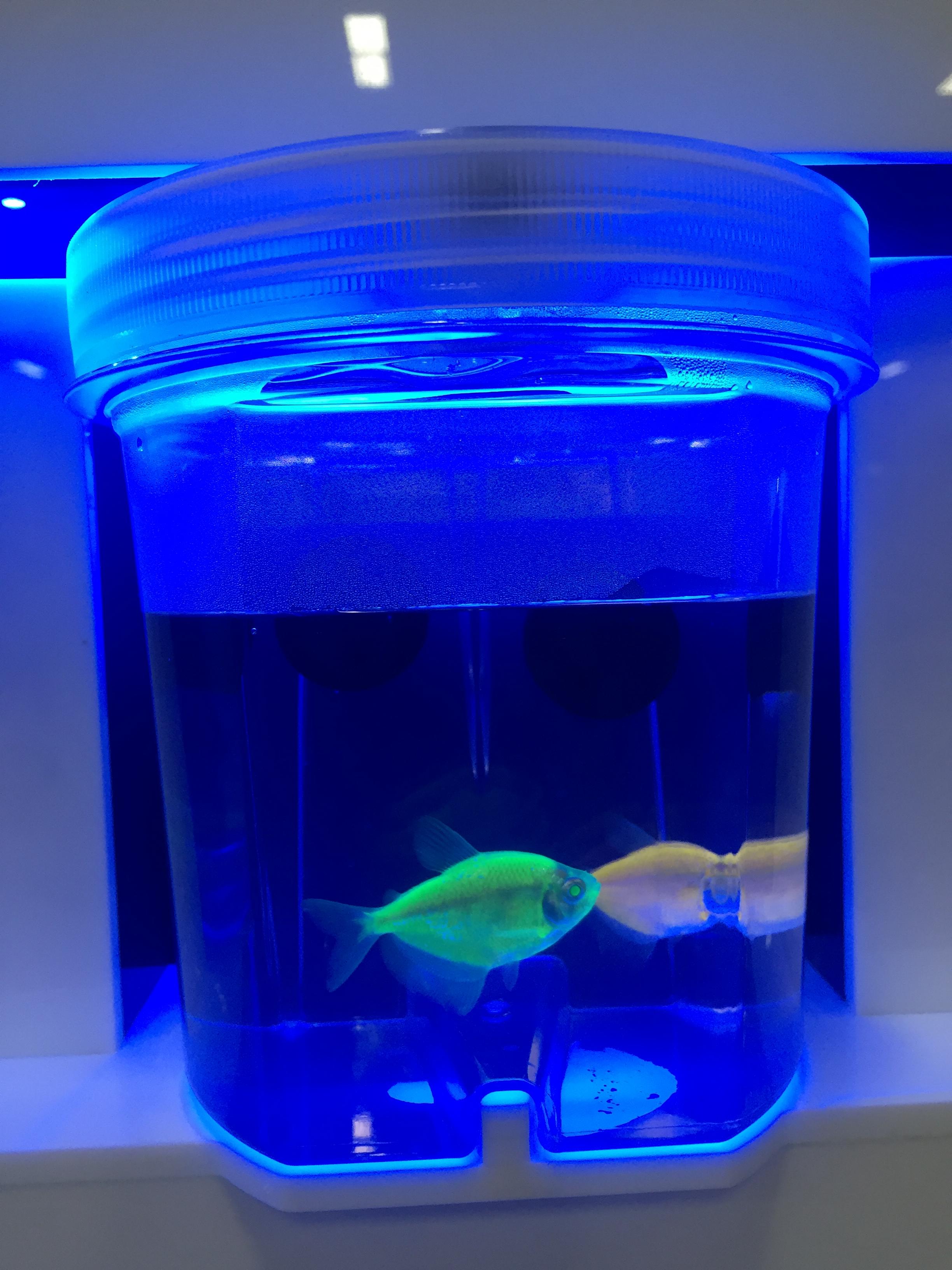 Aquatic Retail Displays