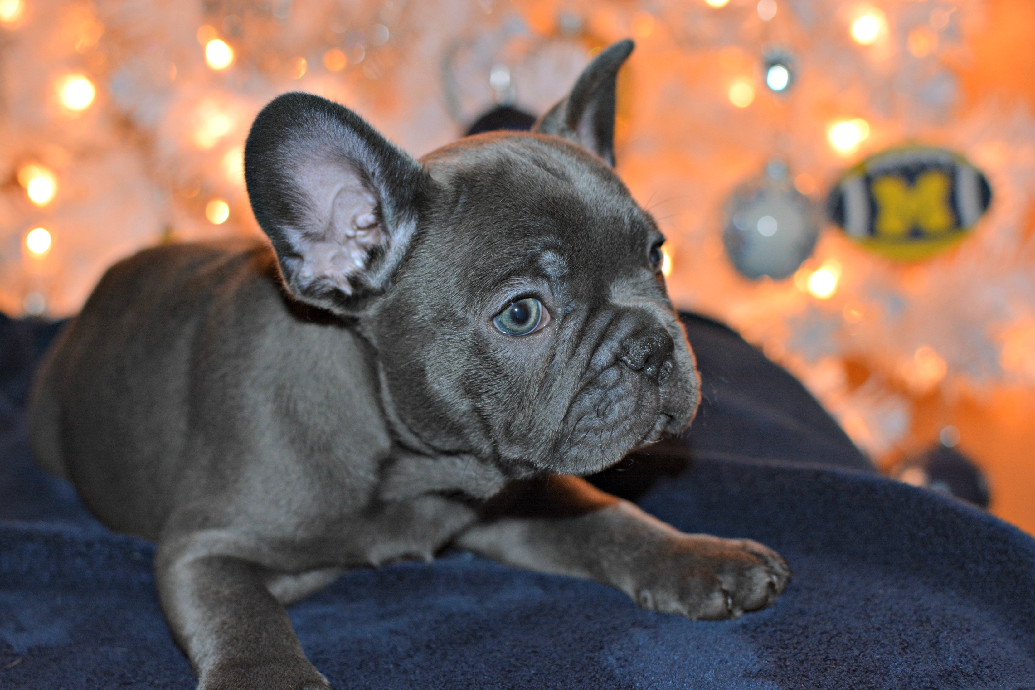 Cork Town Frenchie Kennel