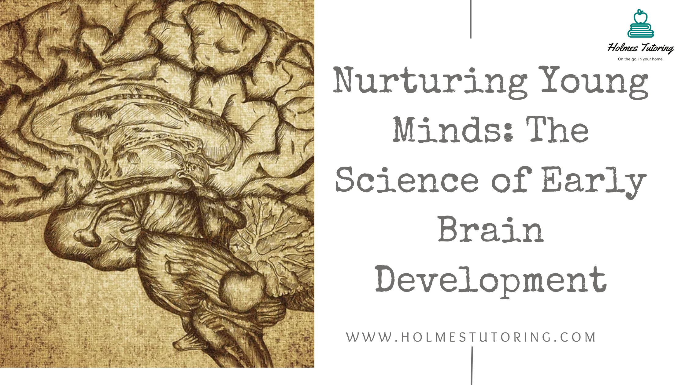 Nurturing Young Minds: The Science of Brain Development Stages in Early ...