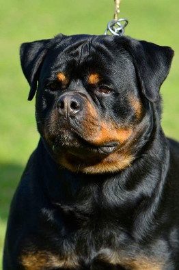 DKV Rottweilers | German Rottweiler Puppies For Sale | Famous