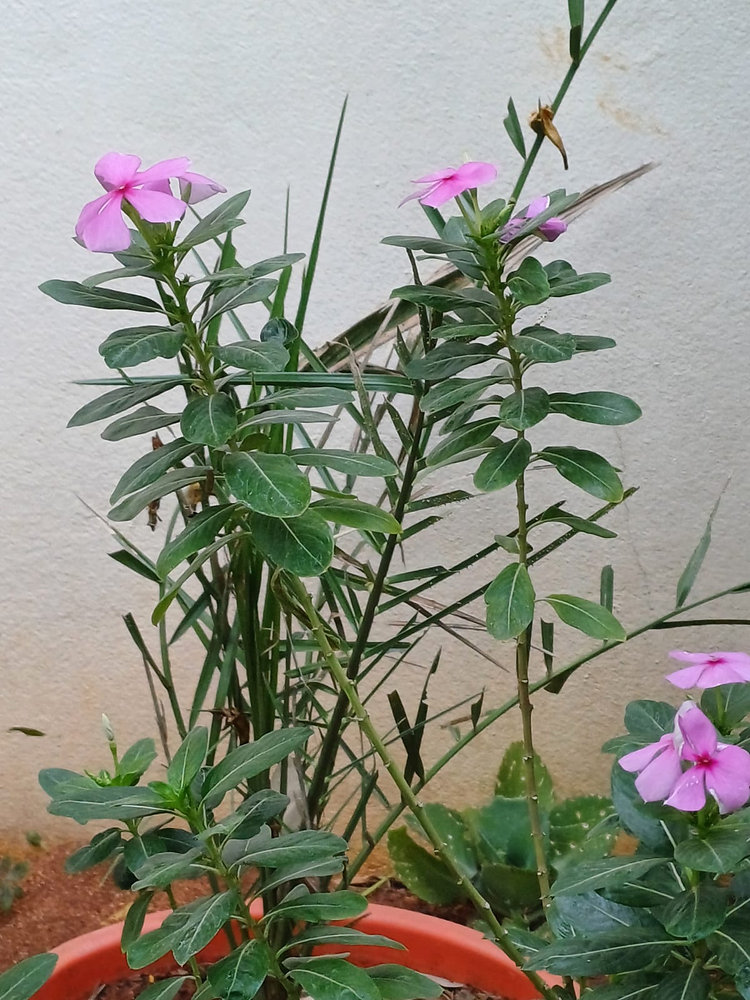 The humble palm tree, nurtured in a pot for years, stands alongside ...