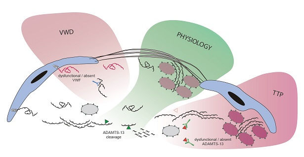 Revolutionizing Von Willebrand Disease Diagnosis with Technoclone’s ...