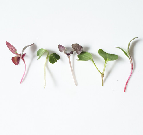 MIX MICROVERDES | Quintal Rural