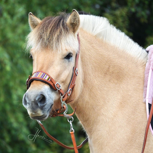 Edix ED4 Brightstar Bitless Bridle | hest