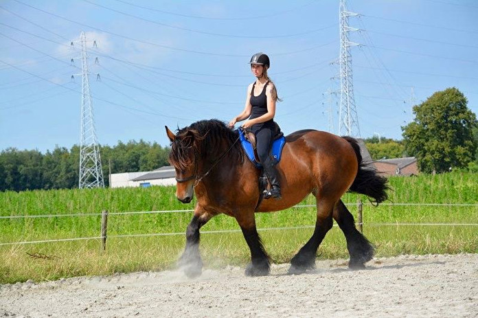 Treeless Saddles | Ghost Saddles