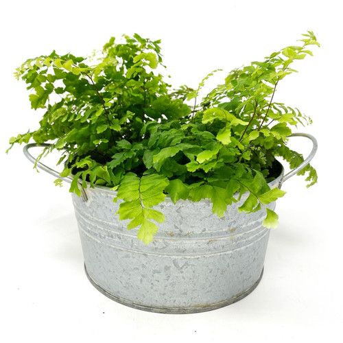Grand Illusions Zinc Bowl (Small) | paleandinteresting