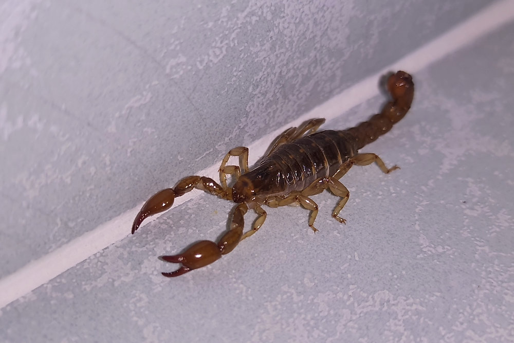 Scorpion Infestation: Signs and Prevention