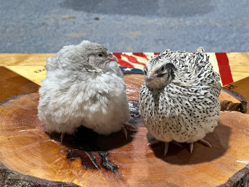 Schofield Silver Collection | Hideaway Hatchery