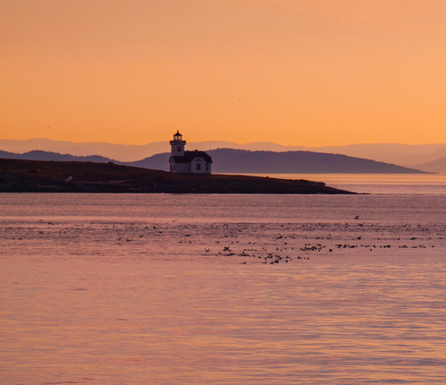 Delectable Decaf | Jennybean