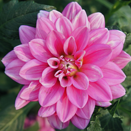 Cutie Patootie | Quail Run Dahlias