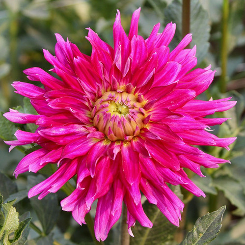 Beep Beep | Quail Run Dahlias