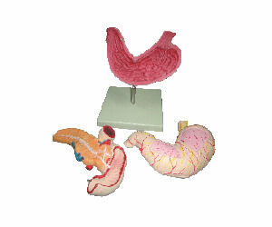 human-stomach-pancreas-duodenum