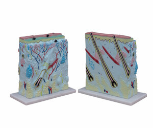 Enlarged Skin Model | Biolab India