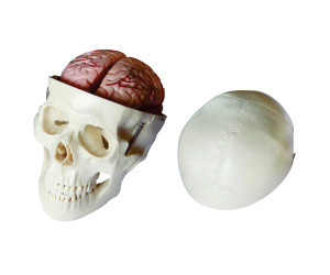 Skull Model With 8 Parts Brain | Biolab India